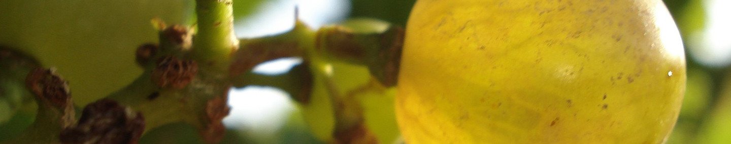 Tom Lubbe - Vins du Roussillon - Petites Caves